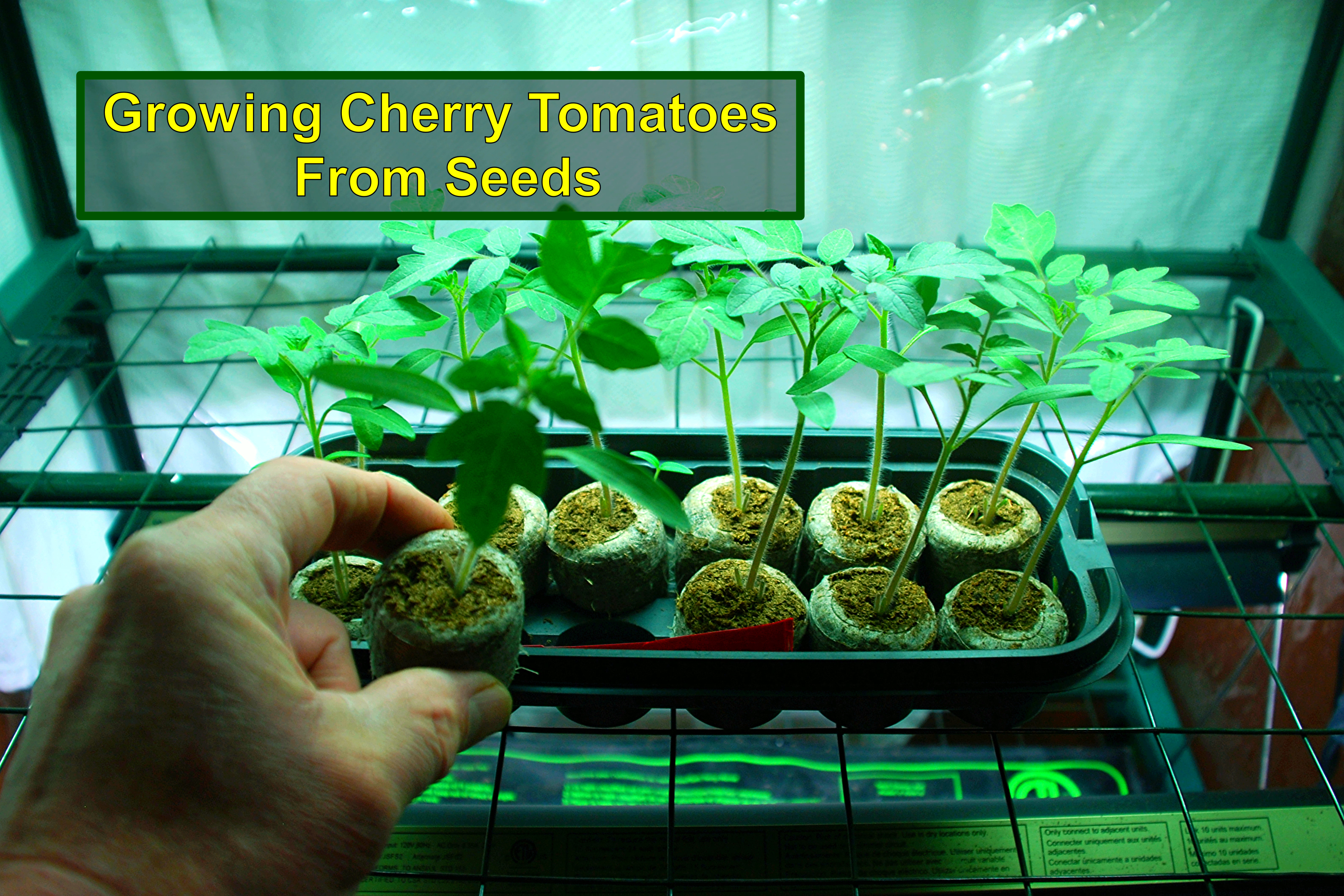Cherry Tomato Seedlings – Urban Gardening 4u2day (blog/deep dive)