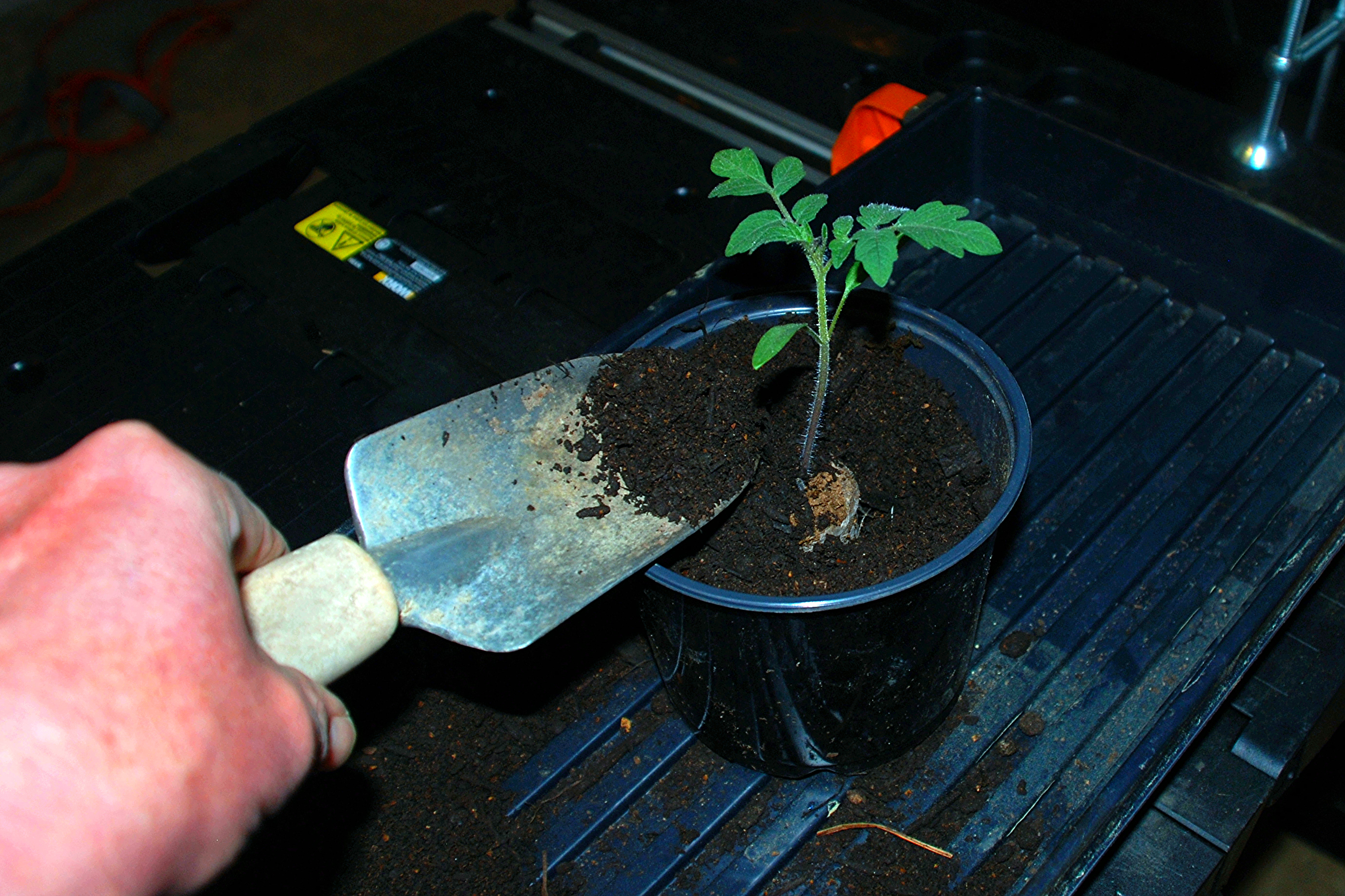 Cherry Tomato Seedlings – Urban Gardening 4u2day (blog/deep dive)